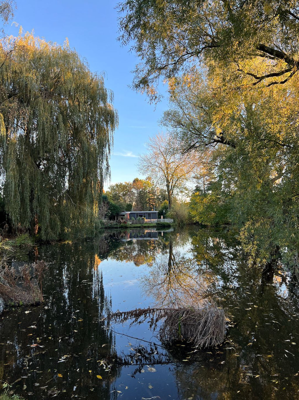 Wellness tips: What is forest bathing? – PRIMAL